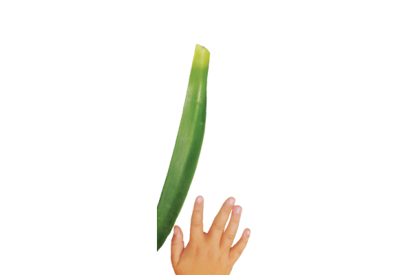 Platinum Bushvelder - Bly kalm - dis net 'n oorkruiper! - Headline News